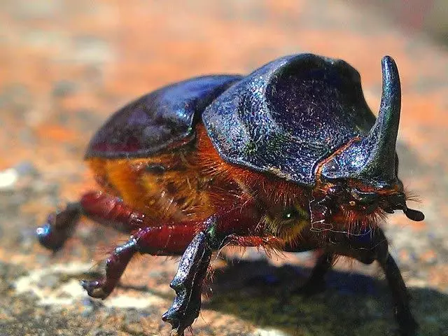 MacroPhoneGraphy, fotografia makro z telefonu komórkowego