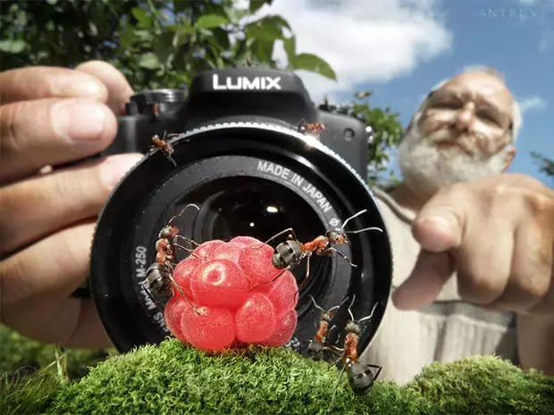 Андрій Павлов, фотографуючи чарівний світ мурах