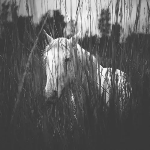 イバイ・アセベド-黒に白の子馬