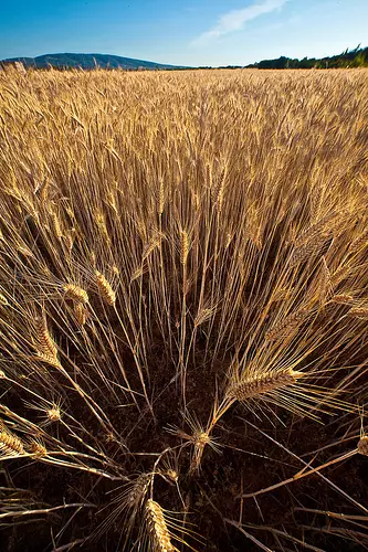 pšenica - pšenica (Falcon 14mm f/2.8)
