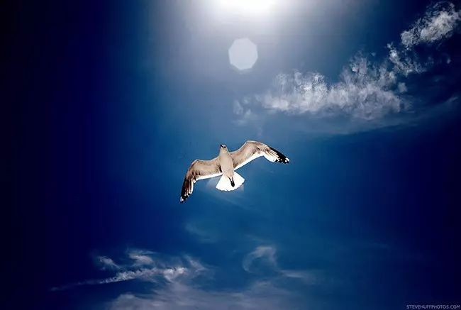 I-Seagull