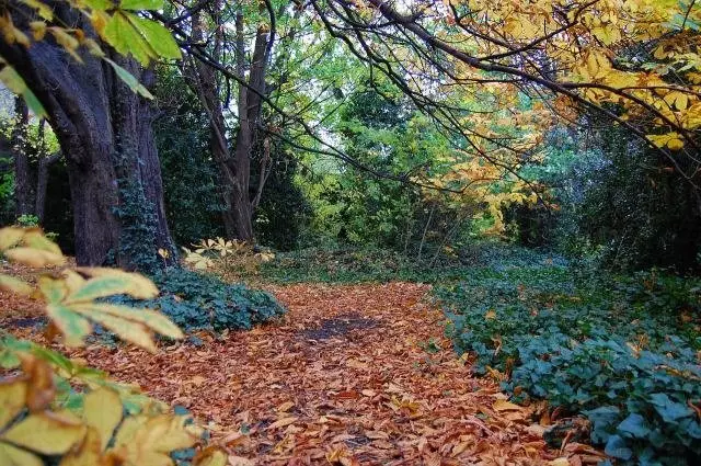 Пет совети за фотографирање на лисјата во есен