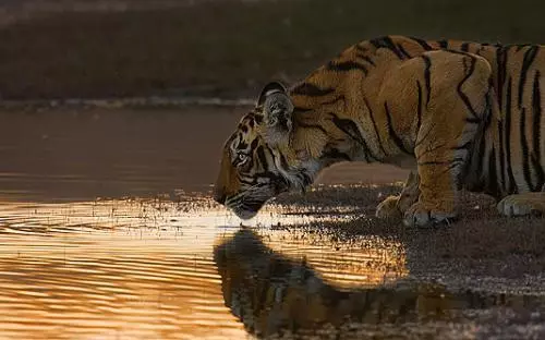 Лепшыя фатаграфіі з 39-й цырымоніі ўручэння прэміі NFW Wild Photography Awards