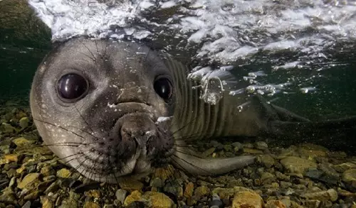 Argazkilariak deskubrituz: Paul Nicklen