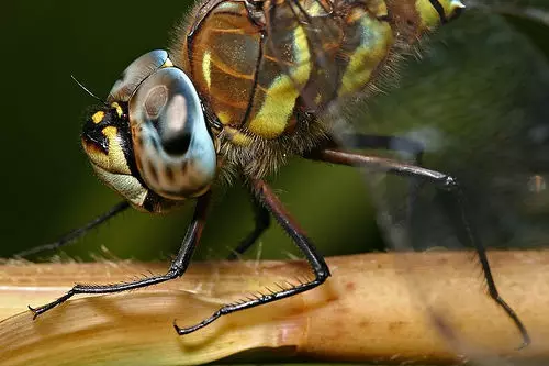 Savjeti za snimanje makro fotografija insekata (II)