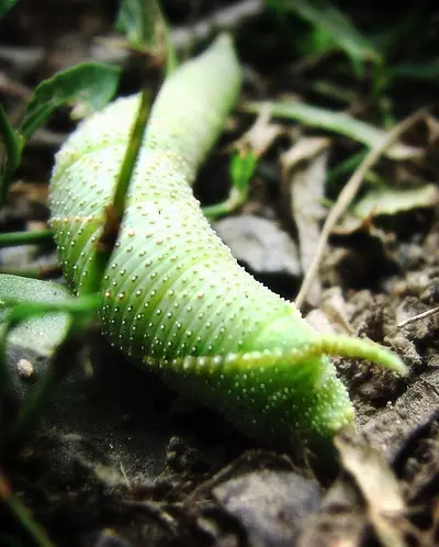 Insektenboden.jpg