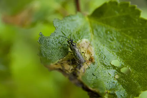 昆虫照片-24.jpg