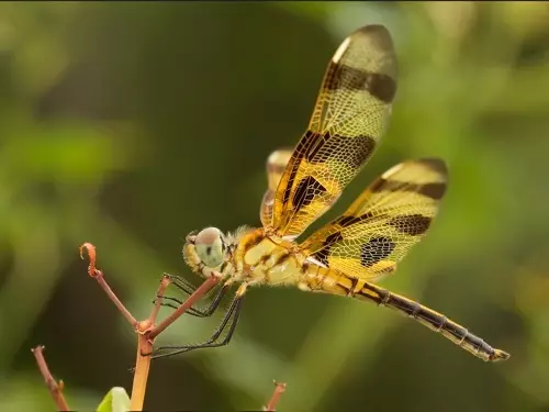 insektenfotos-021.jpg