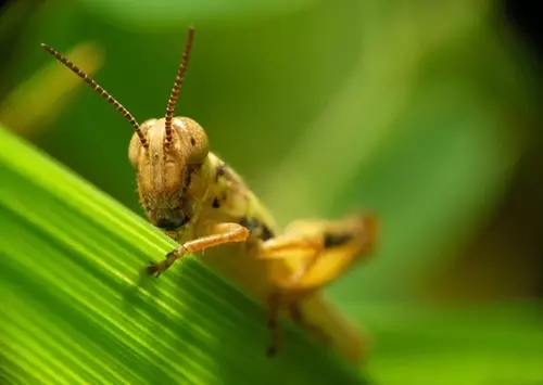 fotografías-insectos-251.jpg