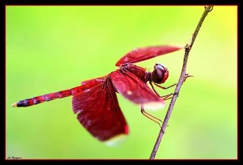 insect-photographs-06.jpg