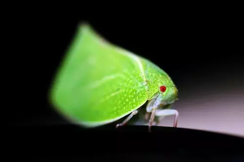 insect-photographys-15.jpg