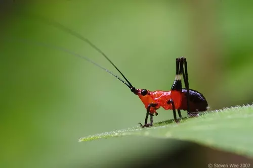 insect-photographys-21.jpg