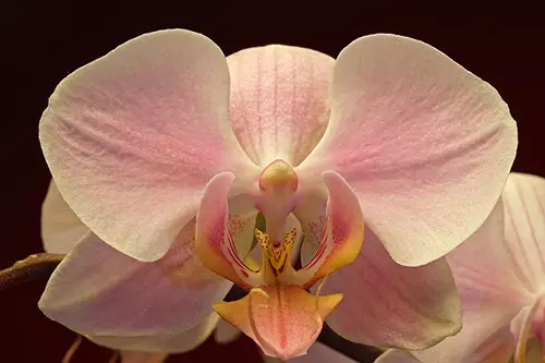 orchid.jpg