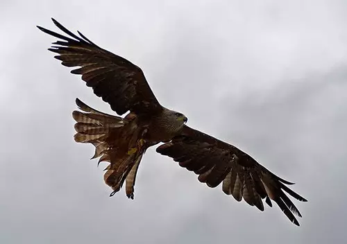 Konsiloj por plibonigi la akrecon de viaj fotoj (II)