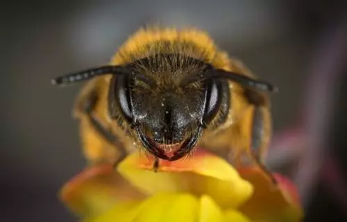 شہد کی مکھی