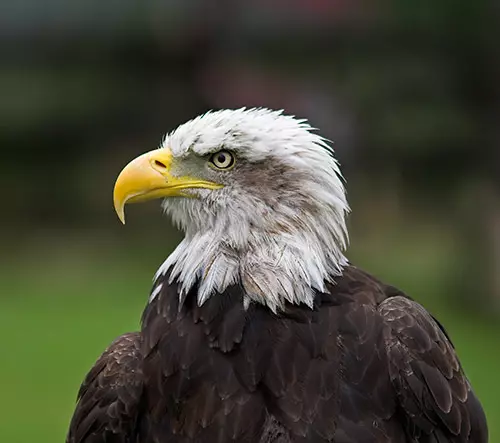 vultur