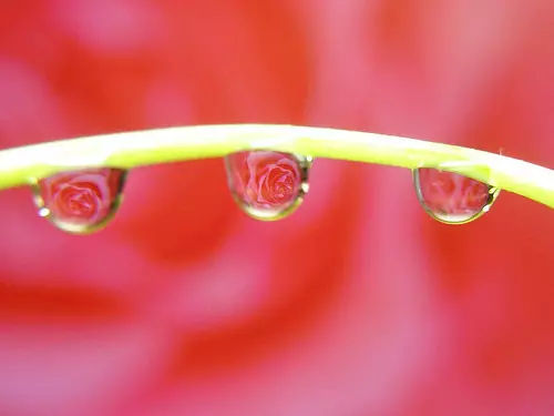 Hoa hồng trong giọt của tanakawho