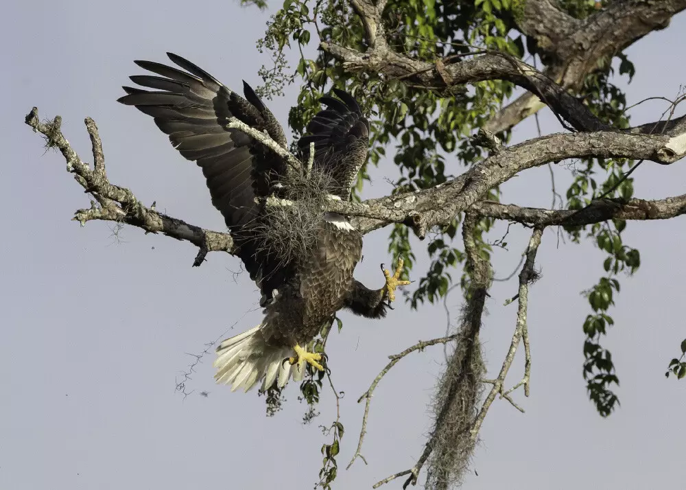 Дејвид Еплеј, величествениот и грациозен ќелав орел