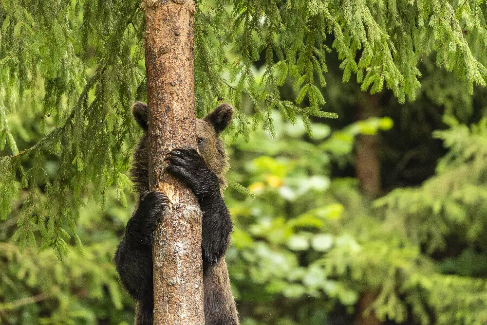 पाल मार्चहार्ट पीक ए बू