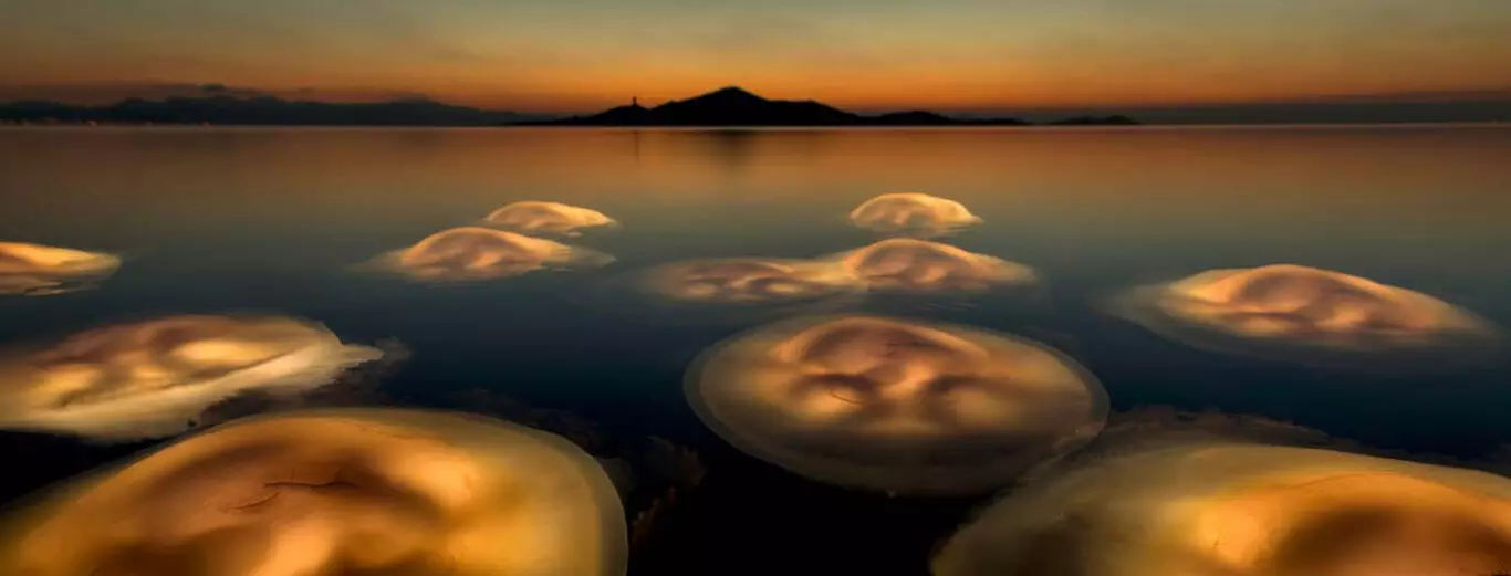 Questa "danza della medusa" nel minacciato Mar Menor è la vincitrice del premio European Wildlife Photographer of the Year 2021