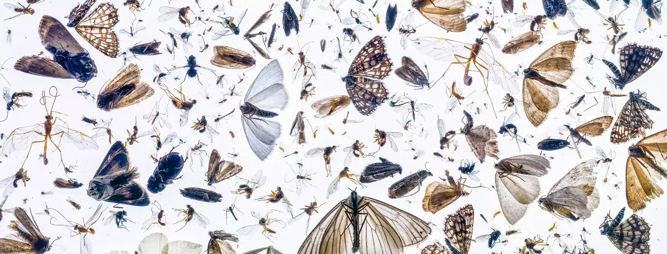 Insects caught by mistake and other suggestive winning macrophotographs of the Close-up Photographer of the Year 2021 contest