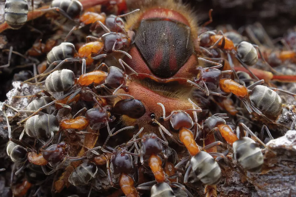 C Petr Bambousek Formikoj Kaj Ojstro Cupoty03 Insektoj 2-a