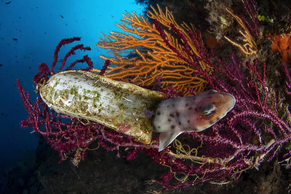 C Filippo Borghi The Birth Cupoty03 Underwater 2nd