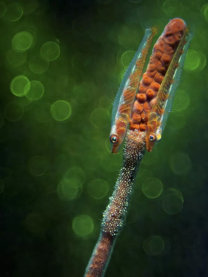 C Enrico Somogyi Gobys With Eggs Cupoty03 Underwater 3rd