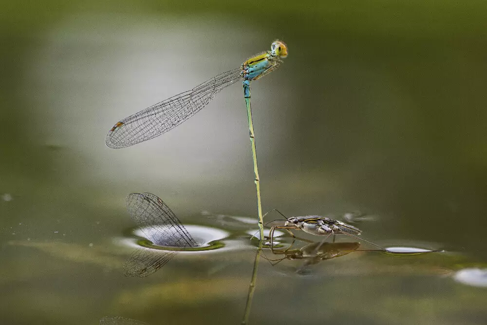 C Ripan Biswas Mating Underwater Cupoty03 Butterflies 1st