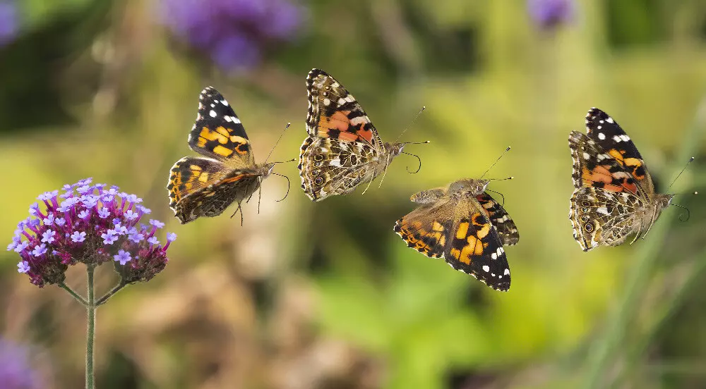 C Andrew Fusek Peters Painted Lady In The Garden Cupoty03 Butterflies 2:a