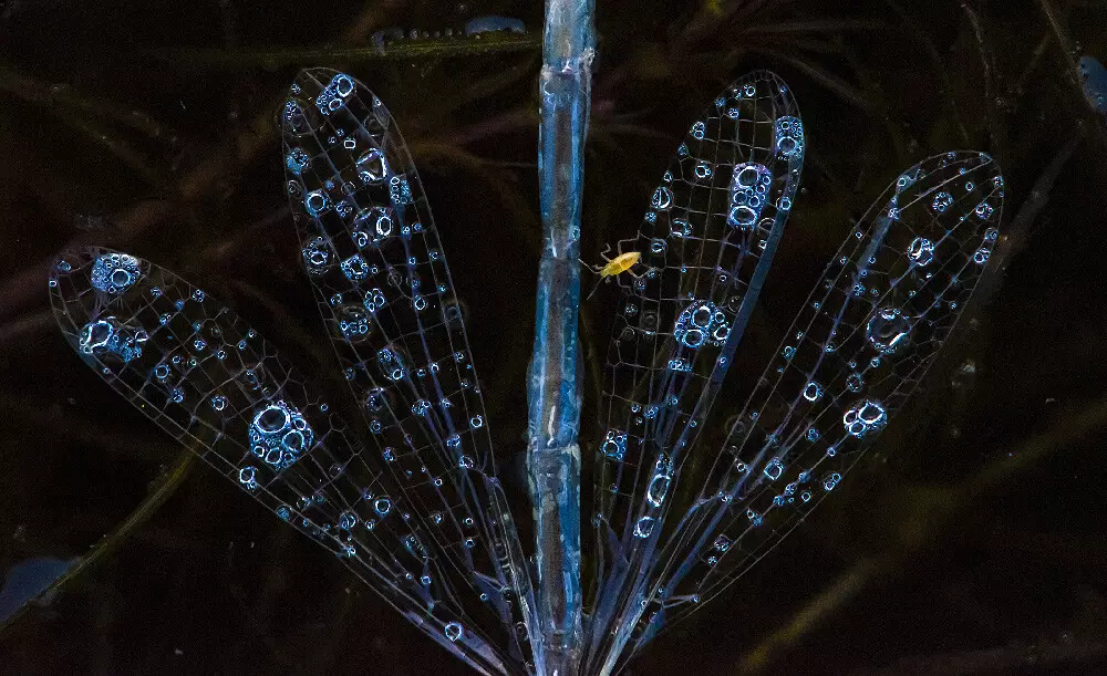 C Aniket Thopate Damsel In Dinner Cupoty03 Butterflies 3rd