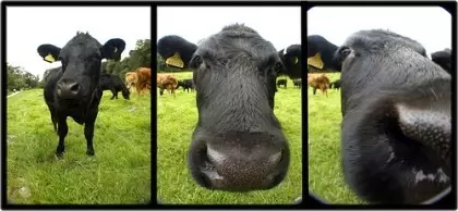Close up Cow (baliw na paul)