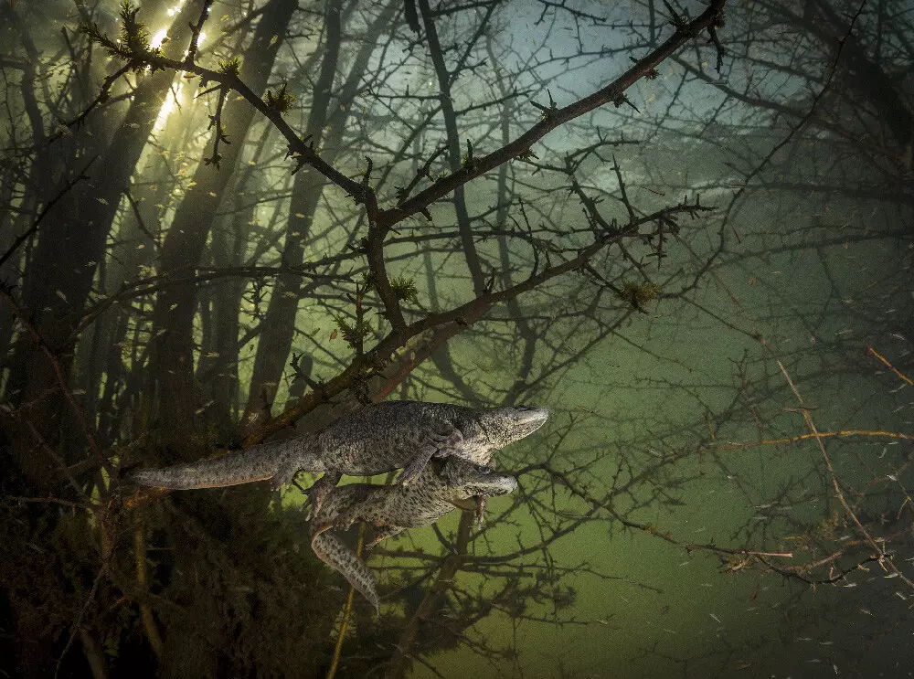 C Joao Rodrigues Wildlife Photographer Of The Year