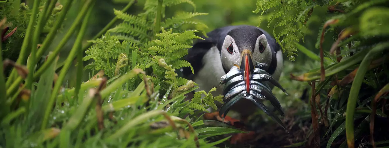 "Spökleoparden" och andra slående vinnande bilder från den internationella naturfoto- och videotävlingen MontPhoto 2021