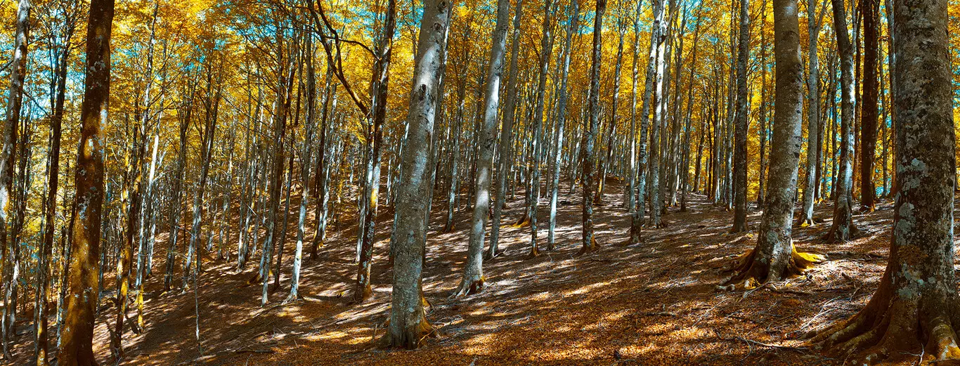 Como capturar as cores do outono con catro técnicas de Adobe