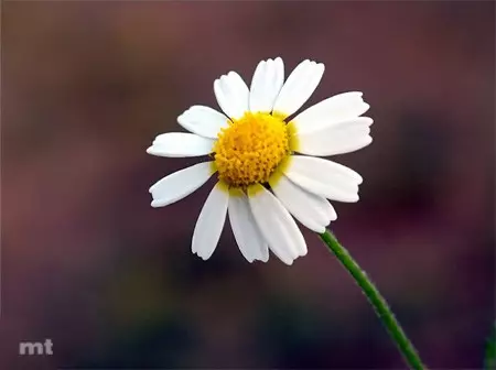 Květ sedmikrásky