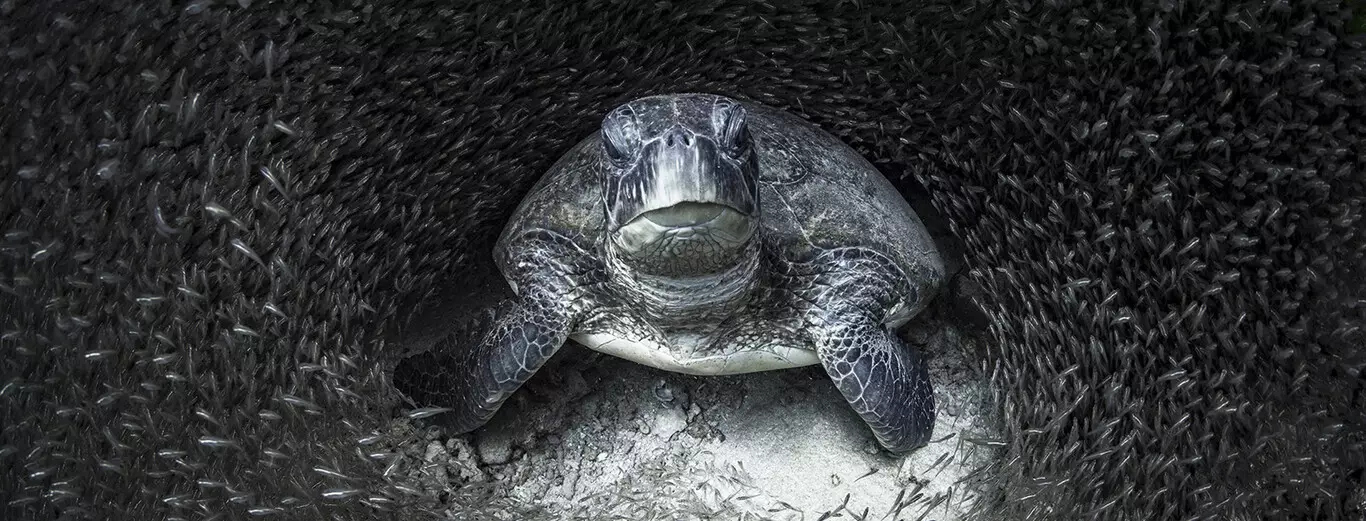 Turtles, masiyên cam, şorkan, jelyfish û wêneyên din ên serketî yên "Ocean Photography Awards 2021"