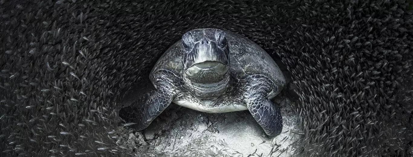 Schildpadden, glasvissen, haaien, kwallen en andere suggestieve winnende foto's van de 'Ocean Photography Awards 2021'