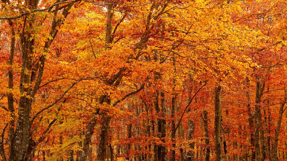 موسم خزاں کے کیمرے اور موبائل 11 کی اچھی تصاویر بنائیں