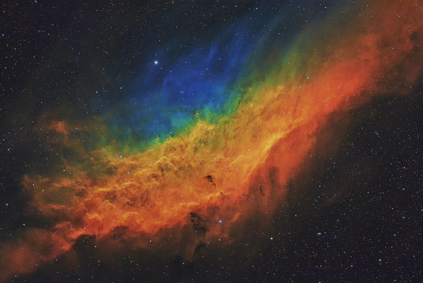 Winner California Dreamin Ngc 1499 C Terry Hancock