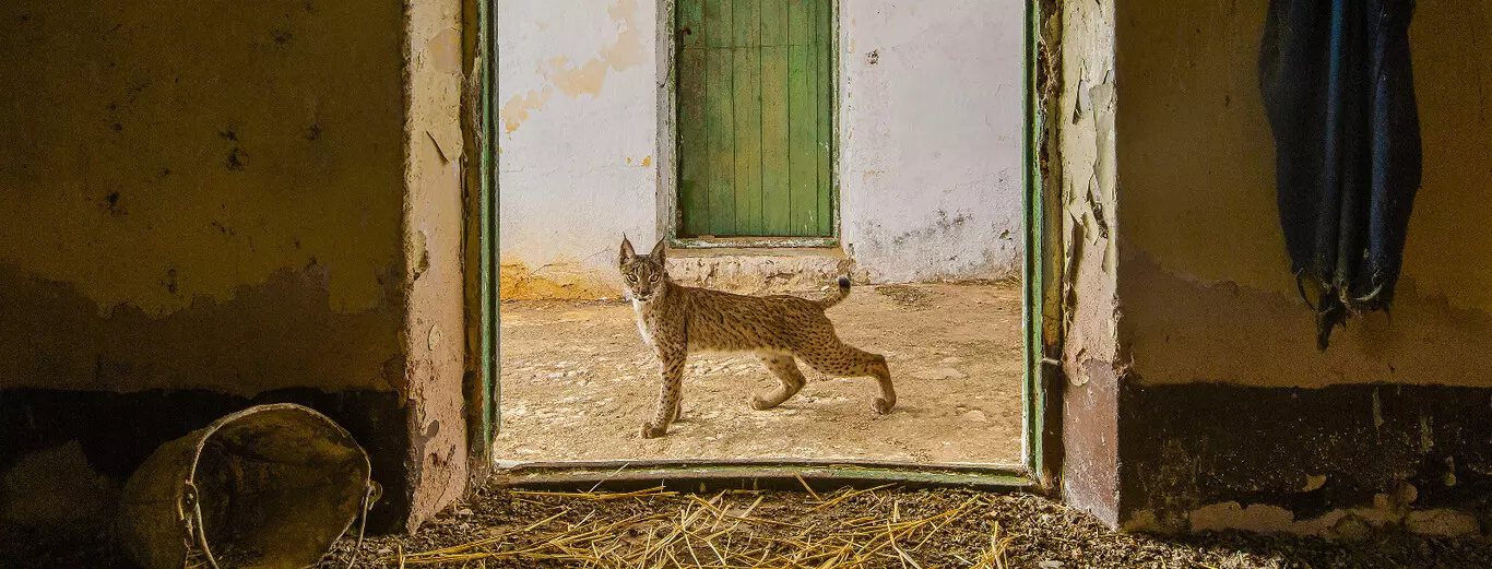 Dva Španca med kandidati za najboljšega fotografa divjih živali leta po izboru Wildlife Photographer of the Year 2021