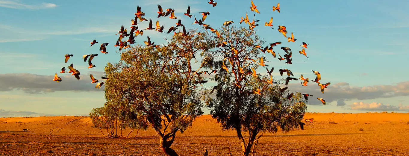 Un drac marí i altres suggeridores imatges guanyadores del certamen Australian Geographic Nature Photographer of the Year 2021