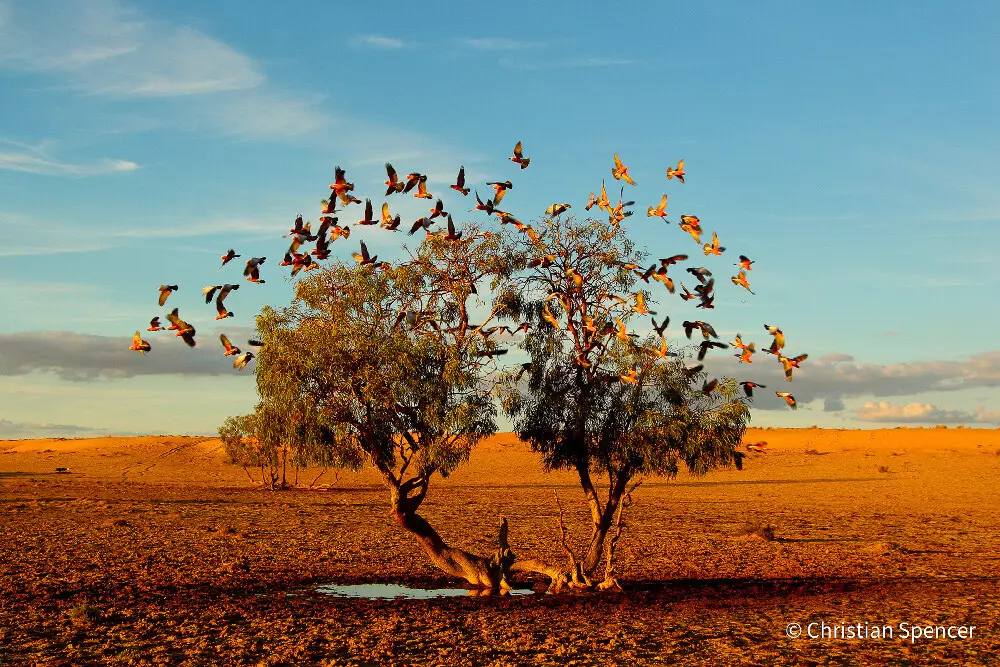 Christian Spenser Animal Habitat g'olibi