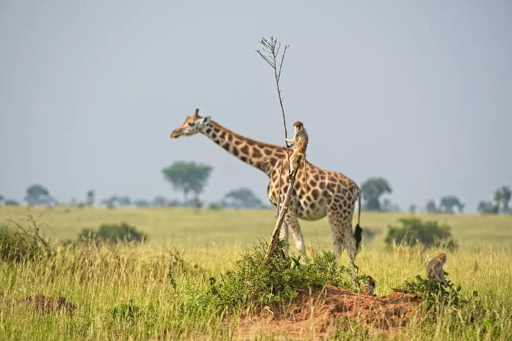 Inguge Gutwara Giraffe