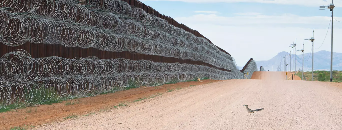 Ta roadrunner, ki se je ustavil ob zidu meje z ZDA, je zmagovalna fotografija ptičjega fotografa leta 2021