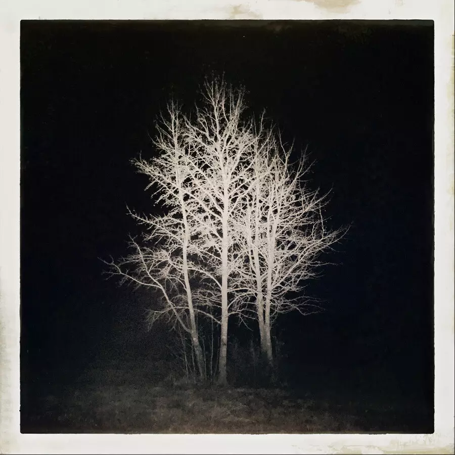 रात्रीचे झाड