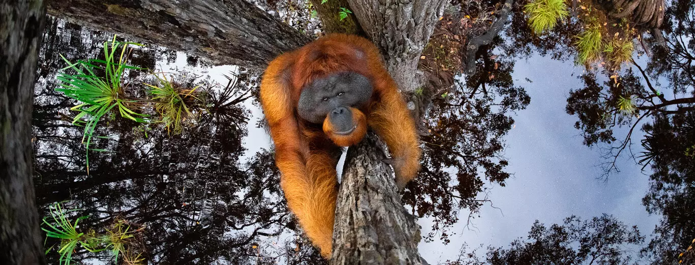 Šī ziņkārīgā kāpjoša orangutana fotogrāfija ir gada labākā dabas fotogrāfija konkursa Dabas TTL Gada fotogrāfs 2021 vērtējumā.