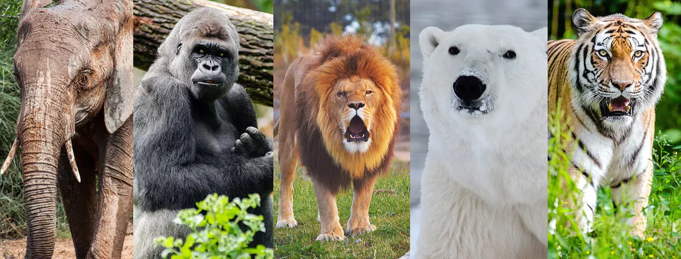 Elephant, gorilla, lion, polar bear and tiger are the 'New Big 5' that must be "hunted" with a camera (instead of with a shotgun)