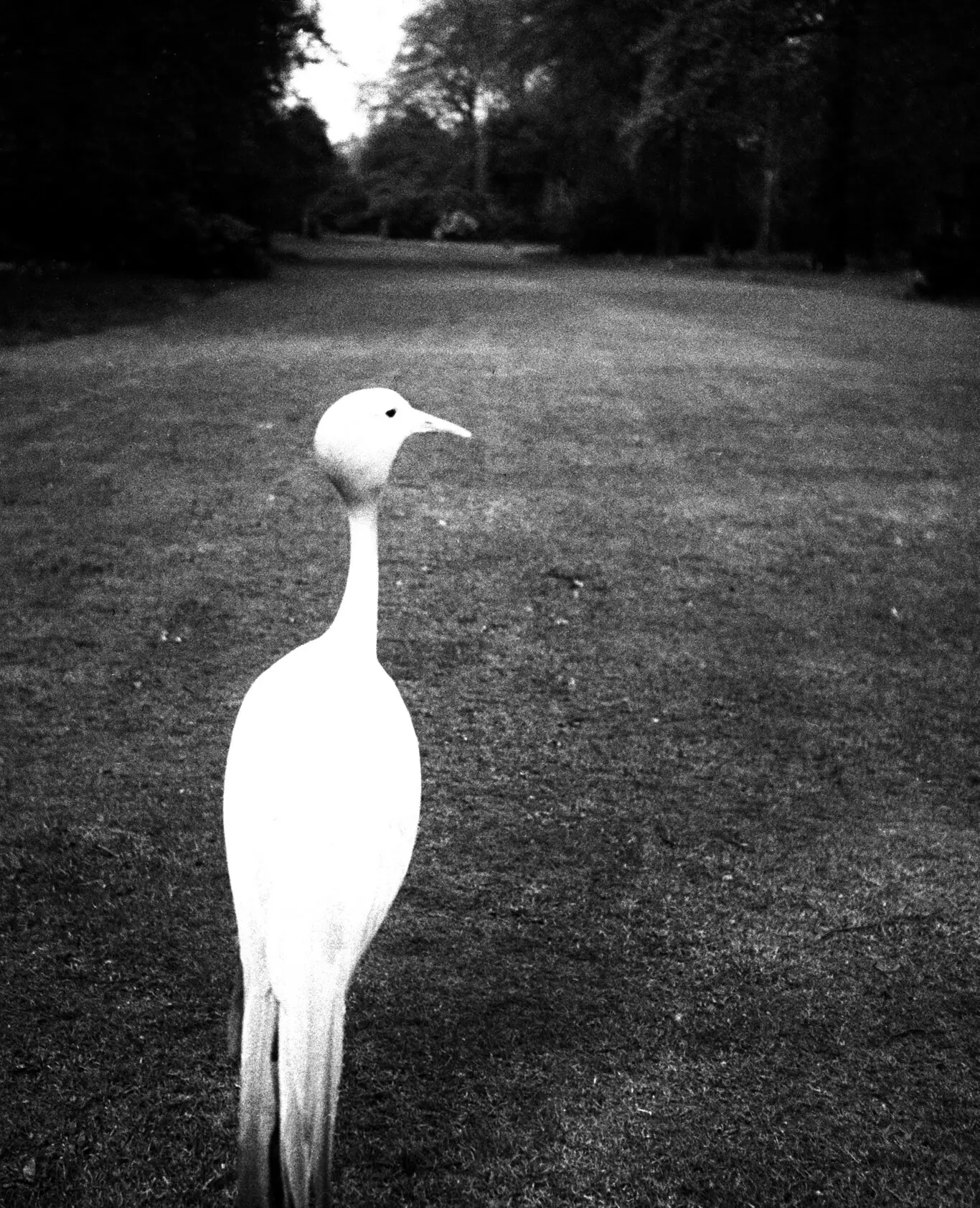 Bill Brandt Evening sa Kew Gardens, 1932 Evening in Kew Gardens 25.24 x 20.48 cm Pribadong koleksyon, Courtesy Bill Brandt Archive at Edwynn Houk Gallery © Bill Brandt / Bill Brandt Archive Ltd.