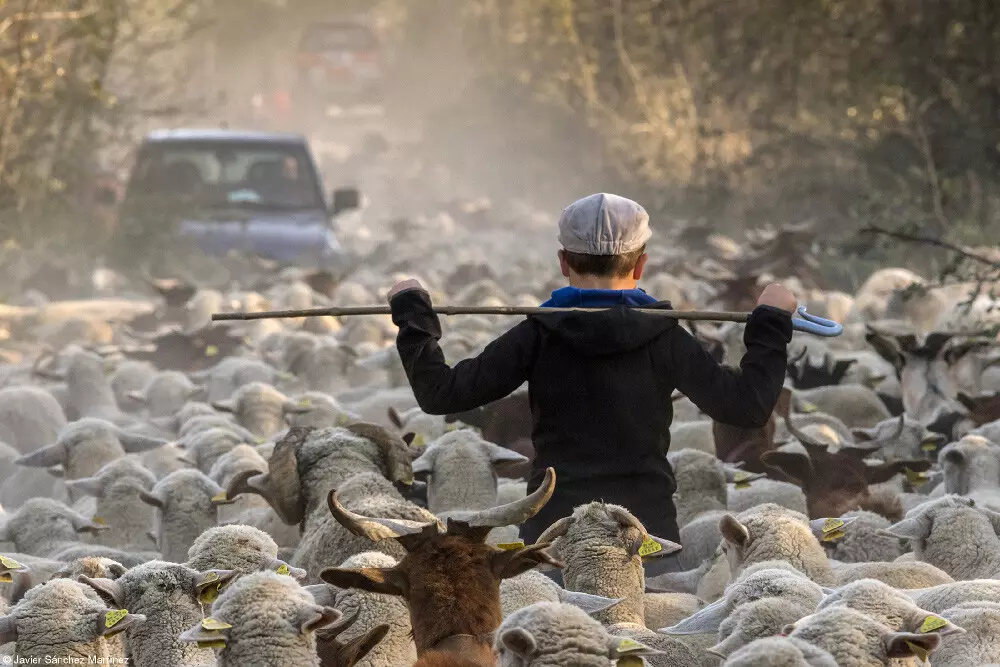 Hc Javier Sanchez Martinez Di nav Herd Of Sheep